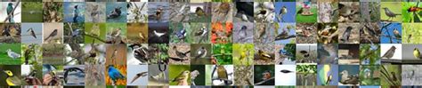 200 Bird Species With 11 788 Images Kaggle