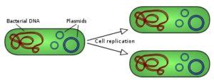 Plasmids Properties Types And Functions Microbe Online