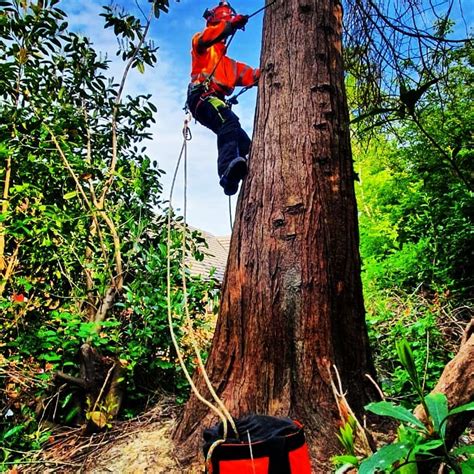 Tree Health Assessments In Hastings OTT Care