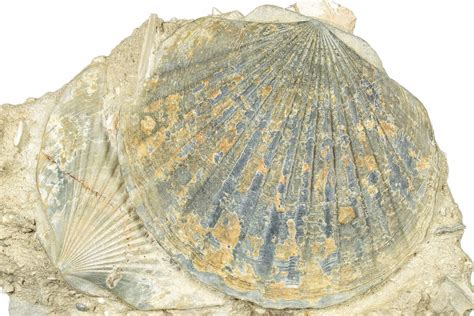 5 Fossil Marine Bivalve Mollusc Cluster Gironde France 302969