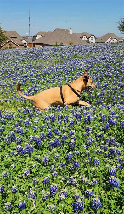 Disclaimer I Hereby Declare That I Do Not Own The Rights To This