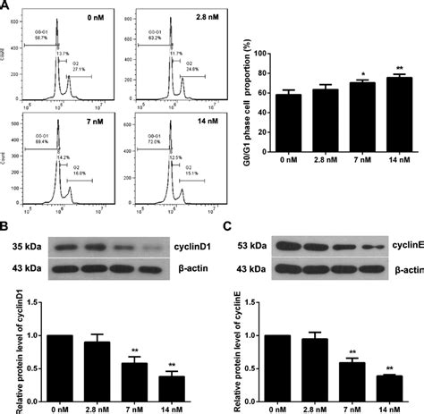 Triptolide Induces Cell Cycle Arrest Of Mc3t3‑e1 Cells A Cells Were