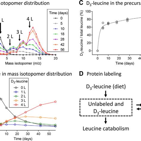 Quantification Of D 3 Leucine In The Precursor Pool Of Amino Acids A
