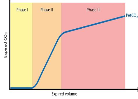 Three Phases Of The Volumetric Capnometry Hamilton Medical Reference