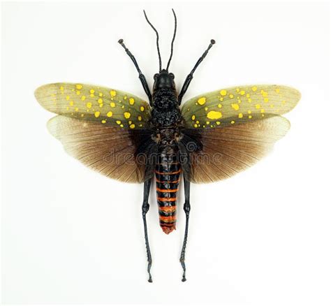 Grasshopper With Black Green Wings Isolated On White Beautiful Giant Insect Aularches Punctatus