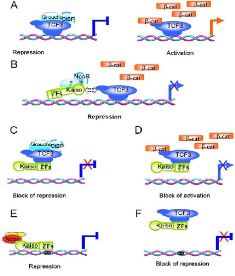 Models For Mutual Interference Of Dna Binding Functions By Kaiso And Download Scientific
