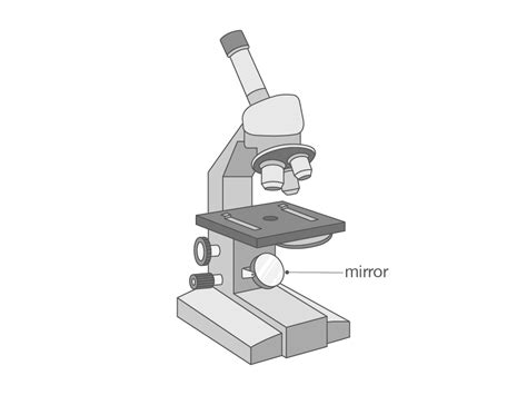 Microscope Diagram Unlabeled