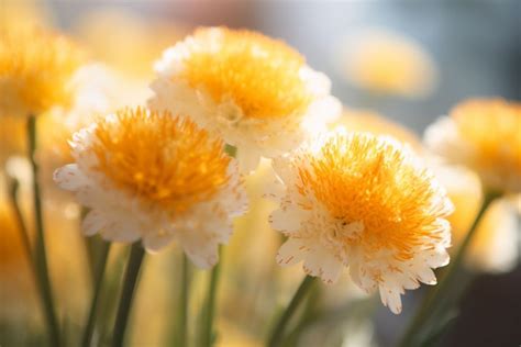 Cornelia Flower Meaning Symbolism And Spiritual Significance Foliage Friend Learn About