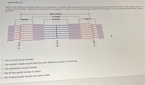 Solved Question 13the H ﻿zone Would Shortenthe Myosin Heads