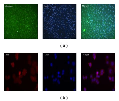 Immunofluorescence Staining For Several Hepatocyte Specific Markers In Download Scientific