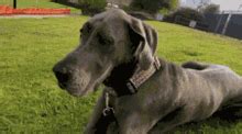 Great Dane S Tenor