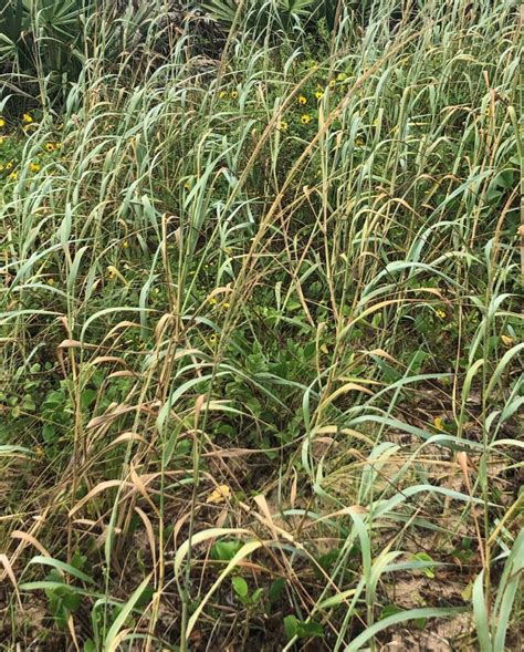 Ten Plants To Know In Our Florida Sand Dunes Ufifas Extension