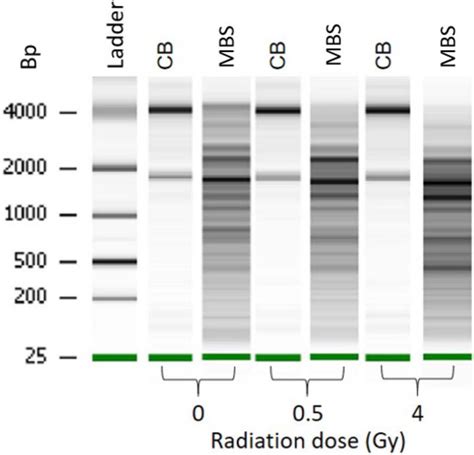 Development Of A Point Of Care Microfluidic RNA Extraction Slide For Gene Expression Diagnosis