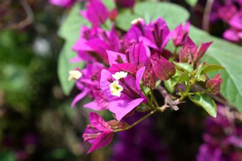 Bougainvillea Spectabilis Flower Stock Image Image Of Botany Nature