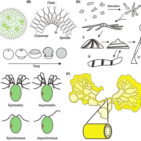 Protists Display A Great Diversity Of Cellular Form And Function Download Scientific Diagram