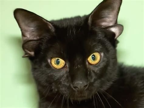 Meet Dobby The Black Kitten Born With Four Ears Cole And Marmalade