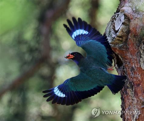 희망과 행운의 상징 파랑새 연합뉴스