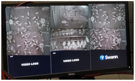 Advanced Deep Learning Methods For Multiple Behavior Classification Of Cage Free Laying Hens