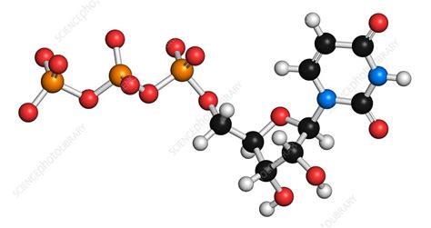 Uridine Triphosphate Nucleotide Molecule Stock Image F010 6915 Science Photo Library