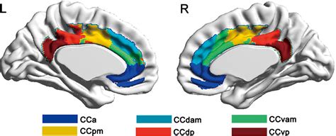 Functional And Anatomical Connectivity‐based Parcellation Of Human Cingulate Cortex Jin 2018