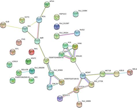 Overview Of Functional Protein Interaction Using String Each Node