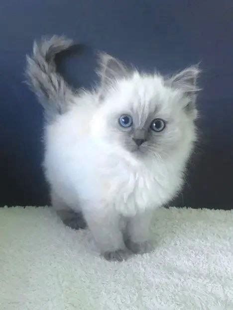 Создать мем котенок домашний котята пушистые рэгдолл котята Картинки Meme
