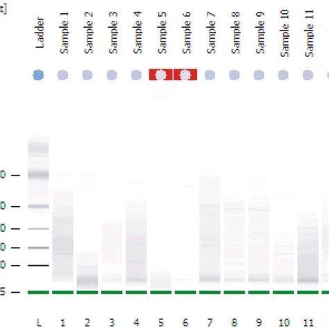 Electropherogram Provided By The Agilent 2100 Bioanalyzer For The Download Scientific Diagram