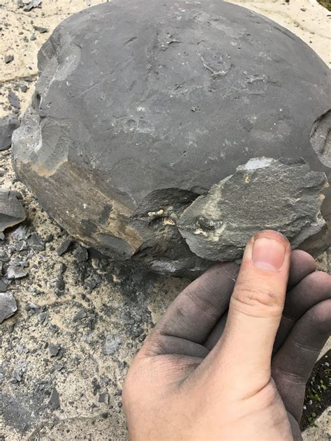 Tips On Cracking A Nodule Questions Answers The Fossil Forum