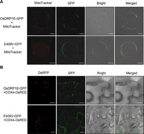 Subcellular Localization Of Osdrp1e Gfp And E409v Gfp In Planta A
