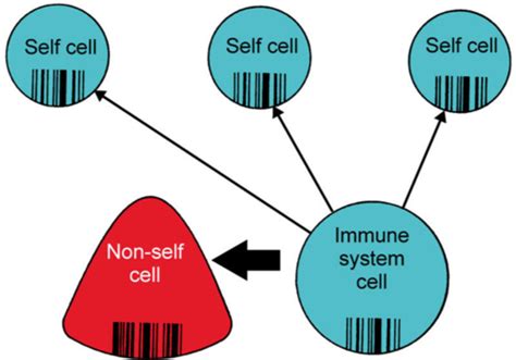 Med Surg Exam 1 Immunity Flashcards Quizlet