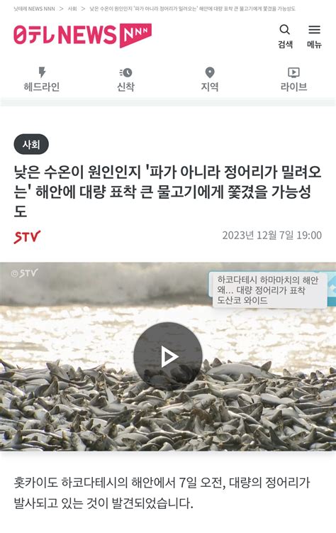 일본 정어리떼 니혼tv 뉴스 잇싸