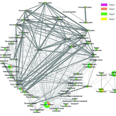 Pathway Functions Interaction Network Node Illustrate The Biological
