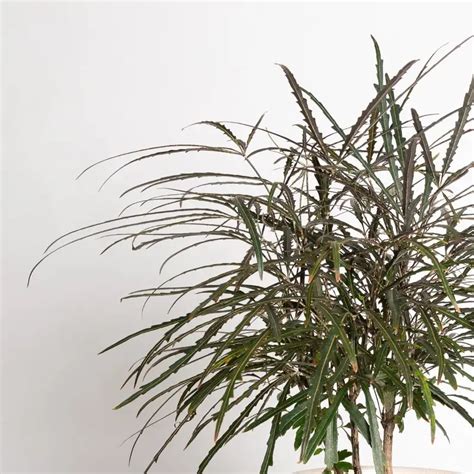 Aralia False 6 X Full Floweringplantnursery