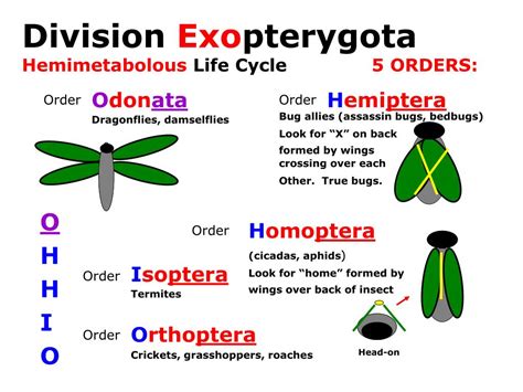 Ppt Phylum Arthropoda Subphylum 4 Uniramia ‘dic Or ‘cid Class