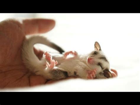 Sugar Glider Bonding 100 Youtube