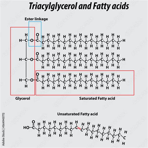 Triglyceride Structure Fatty Acids Saturated Fatty Acids Unsaturated Fatty Acids Vector