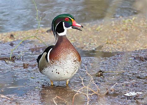 Wood Ducks Flickr