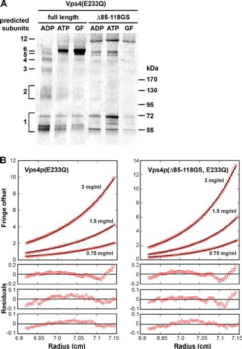 analysis of the quaternary structure of vps4 a recombinant vps4