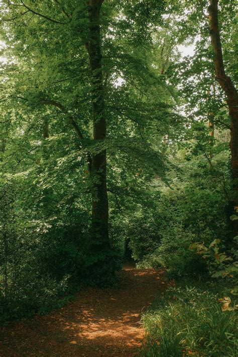 걷고 있는 경치 경치가 좋은 고요한 광야 그늘 길 나무 나뭇잎 녹색 녹지 덤불 명상적인 무성한 사행 산길 삼림지대 숲 숲 바닥 식물군