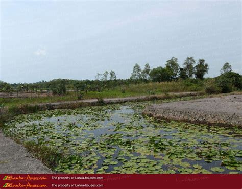 Land On The Lake In Panadura Panadura Kalutara West Sri Lanka
