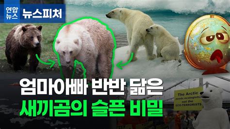 북극곰이야 회색곰이야…요즘 부쩍 늘어난 새끼곰 출생의 비밀 연합뉴스 Yonhapnews Youtube