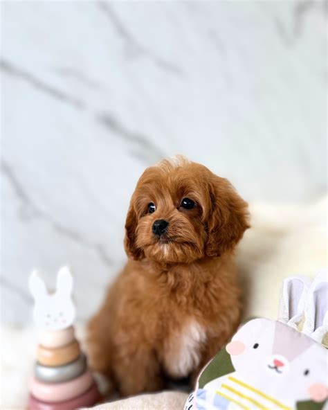 Archie Red Cavapoo 🇮🇪 Male Daily Dogs
