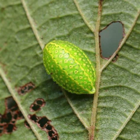 Yellow Shouldered Slug Moth Naturally Curious With Mary Holland