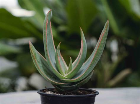 Aloe Striata