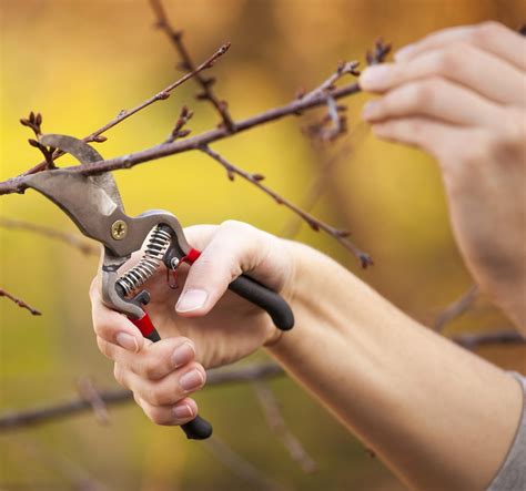 Tree Pruning Eastern Suburbs