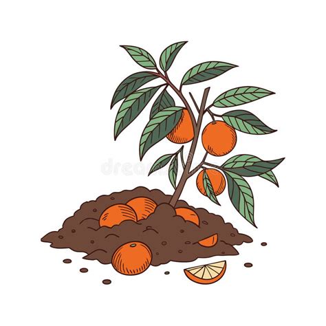 Stylized Orange Tree Seedling Growing In Soil Illustration Stock