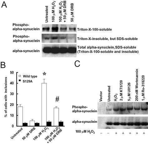 α Synuclein Phosphorylation Enhances Eosinophilic Cytoplasmic Inclusion Formation In Sh Sy5y