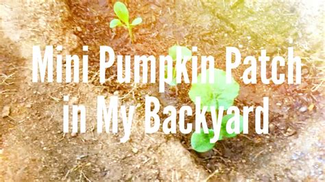 Mini Pumpkin Patch In My Backyard 04 03 15 Hdeg Youtube