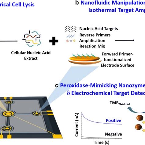 Integrated Biochip Involving On Chip Electrical Cell Lysis A A