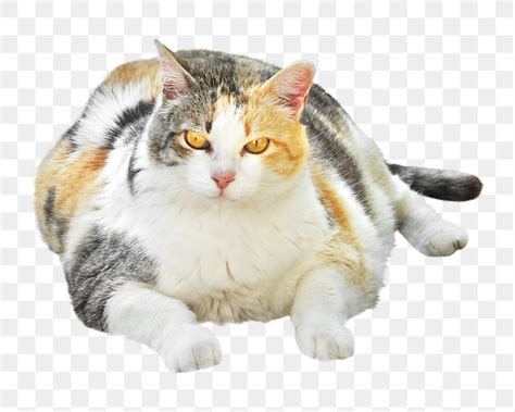 Fat Cat Images Free Photos Png Stickers Wallpapers And Backgrounds
